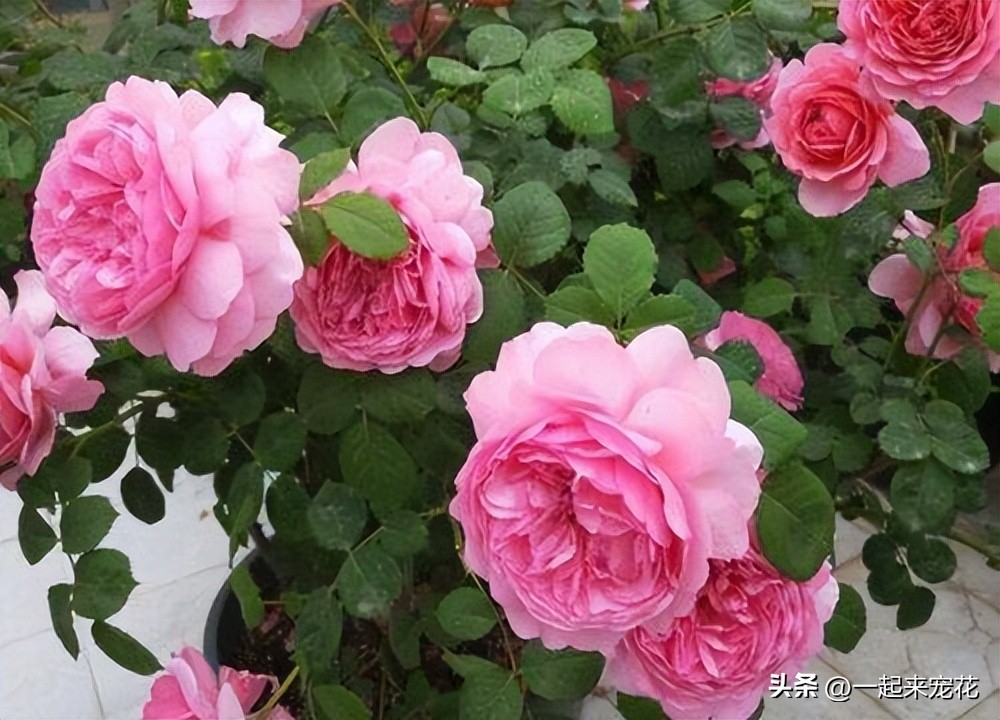 This is a big flower rose suitable for novices, known as the "flowering ...