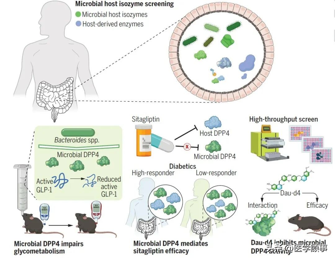 Potential new target for diabetes treatment! The Peking University team ...