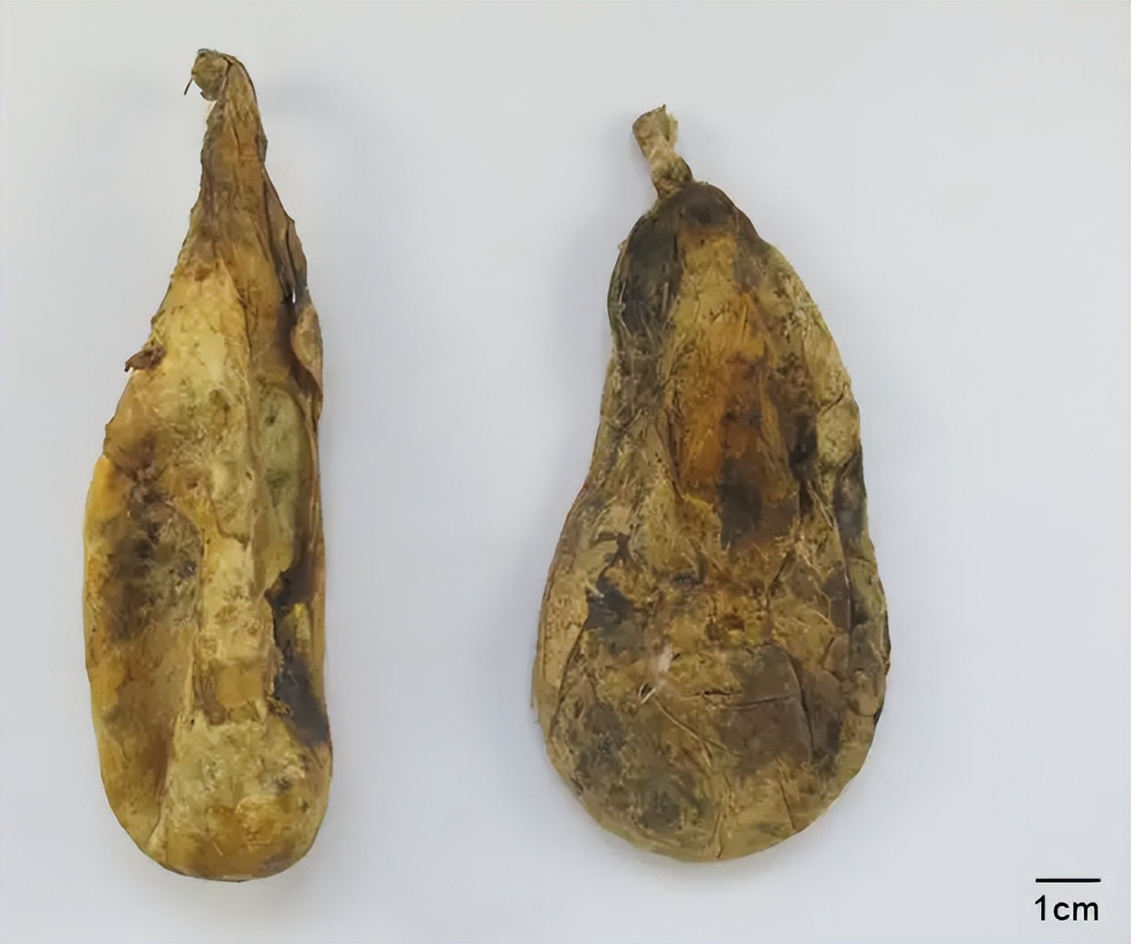 Take you to identify bear bile - iNEWS