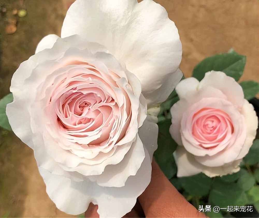 Share a small rose flower, the skin is easy to raise and love to bloom ...
