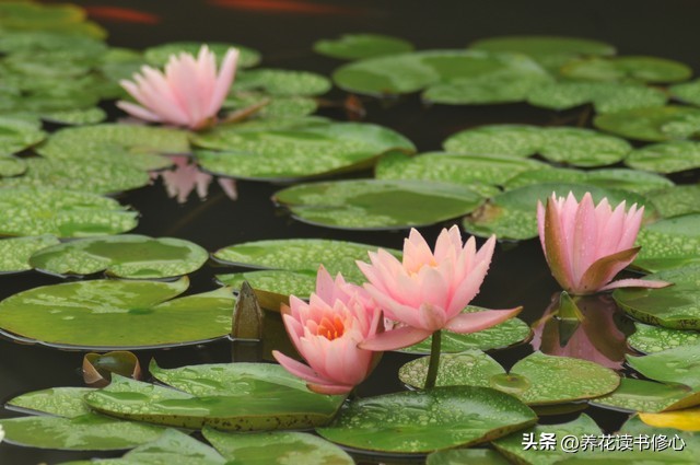 Reading "The Book of Songs" and "Zebei": There are cattails and lotus ...