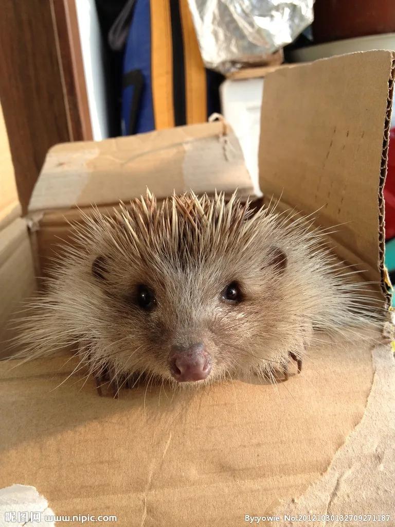 Hedgehog: self-defense - iNEWS