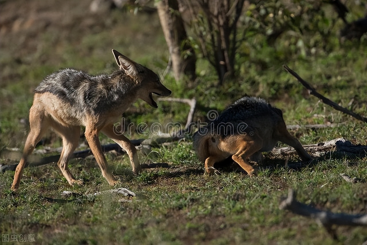 The only remaining northern jackal group on earth, a group of ferocious ...