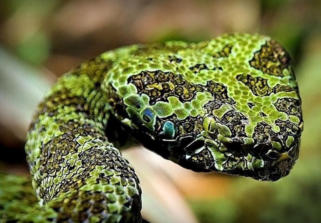 Do you dare to attack this poisonous snake?Encounter it only death - iNEWS