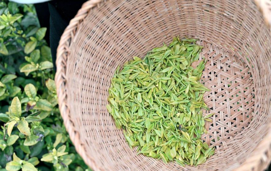 In the most beautiful spring, Wangcang is in the season of picking tea ...