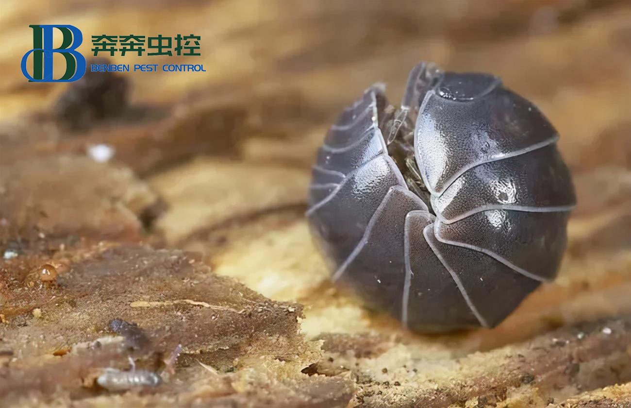 Where are the bugs in the bedroom? - iNEWS