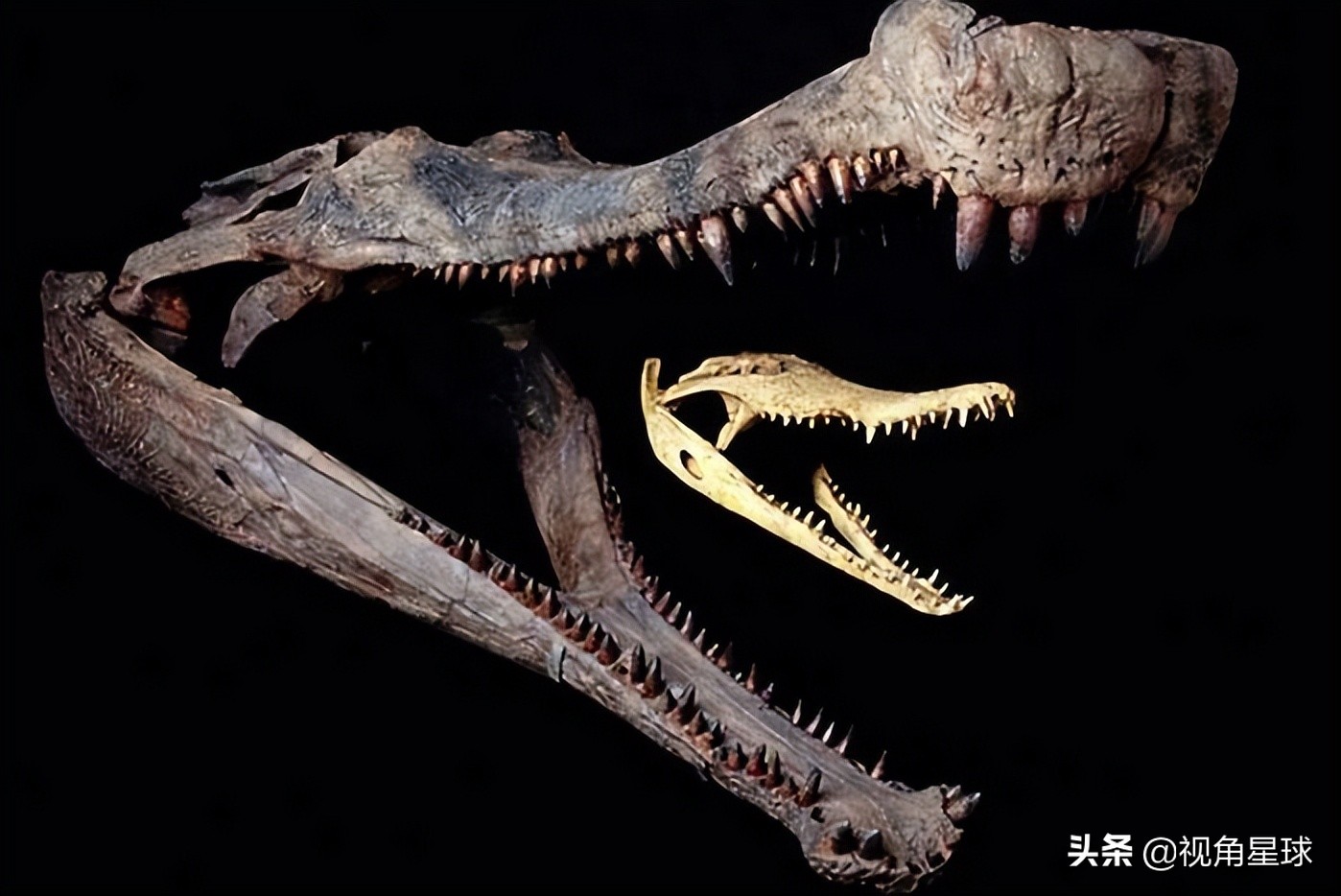 10 pictures of ancient creatures that will refresh your understanding ...