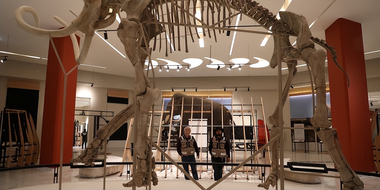 Dutch researchers use mammoth DNA to create giant 'meatballs' - iNEWS