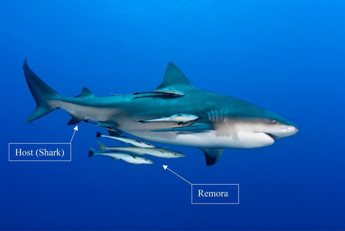 There is a "shoe sole" on the head, dare to go wild on sharks, what ...