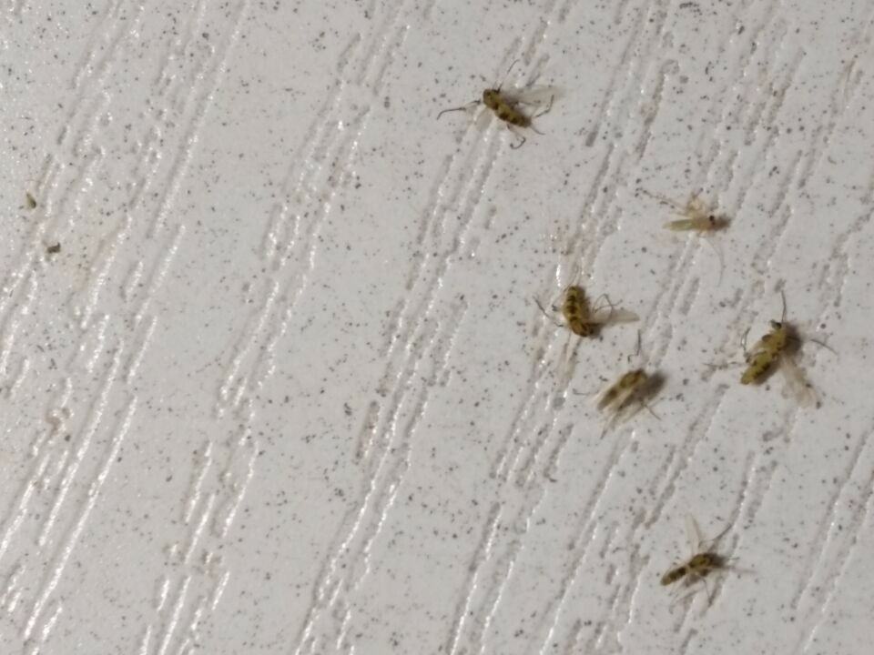 The bathroom is full of flying insects, don't worry, use a good method ...