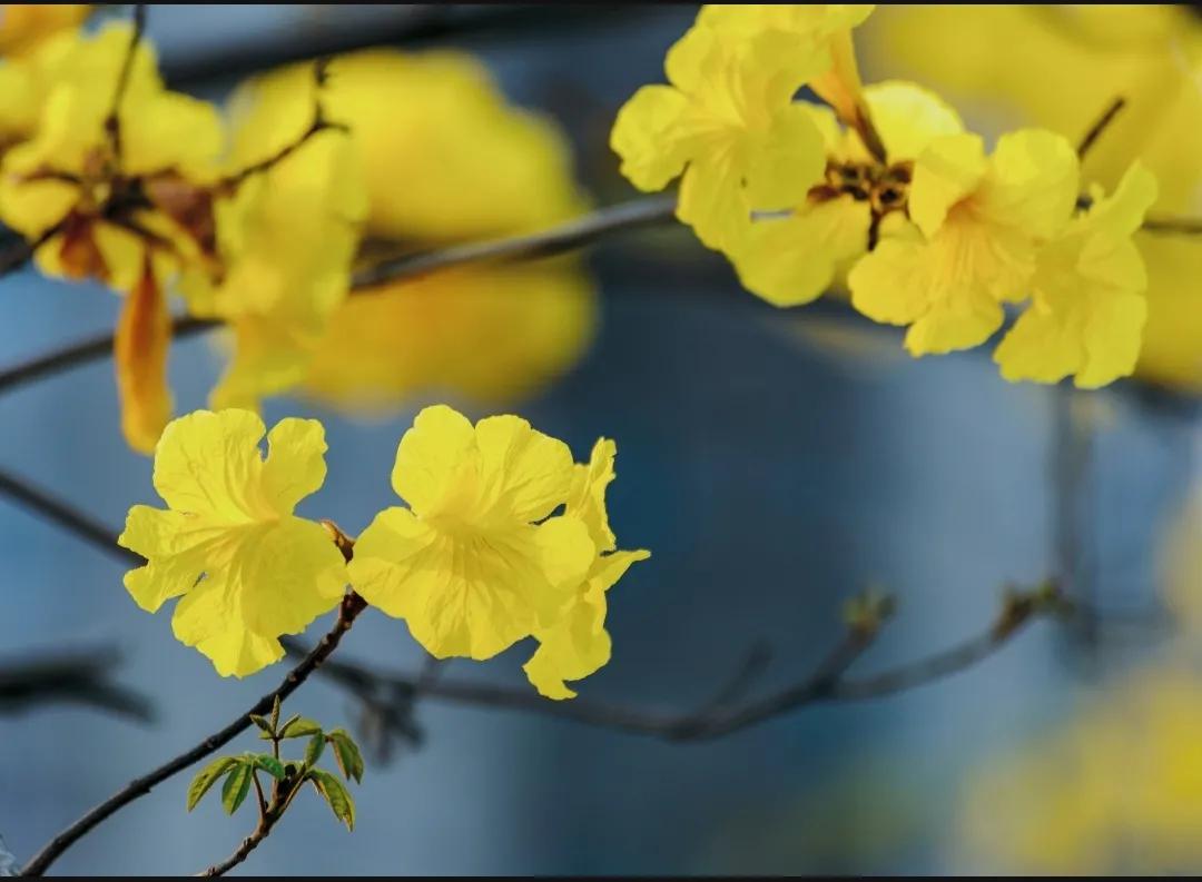 Guangzhou Modisha Park - iNEWS