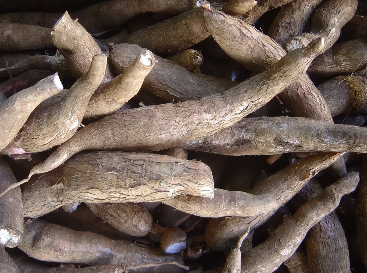 Cassava: a "poison" from the Euphorbiaceae family, the roots are eaten ...