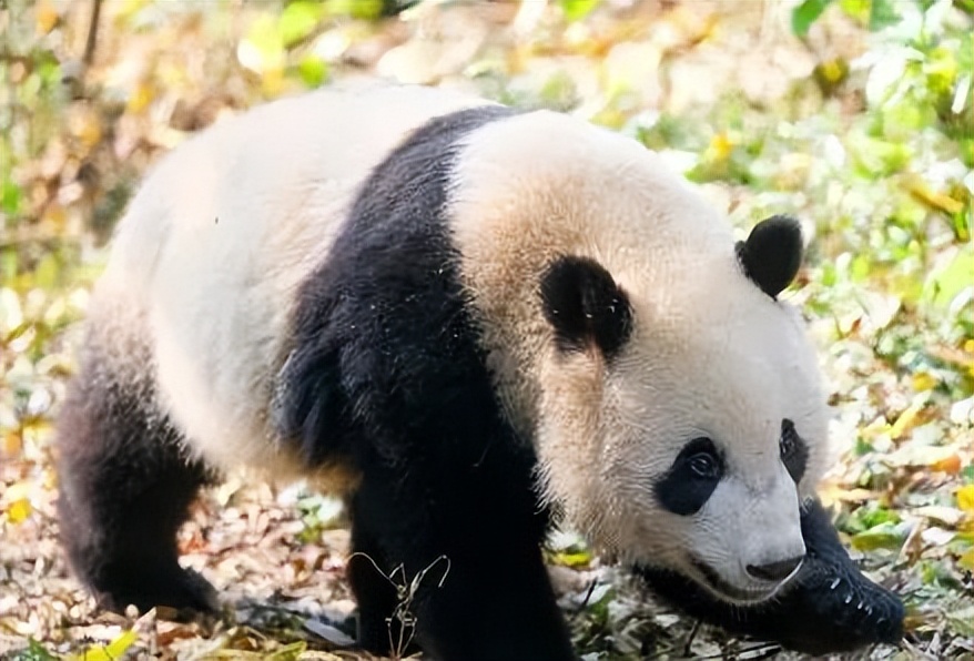 The giant panda Baoxin has passed away, only less than 2 years old - iNEWS
