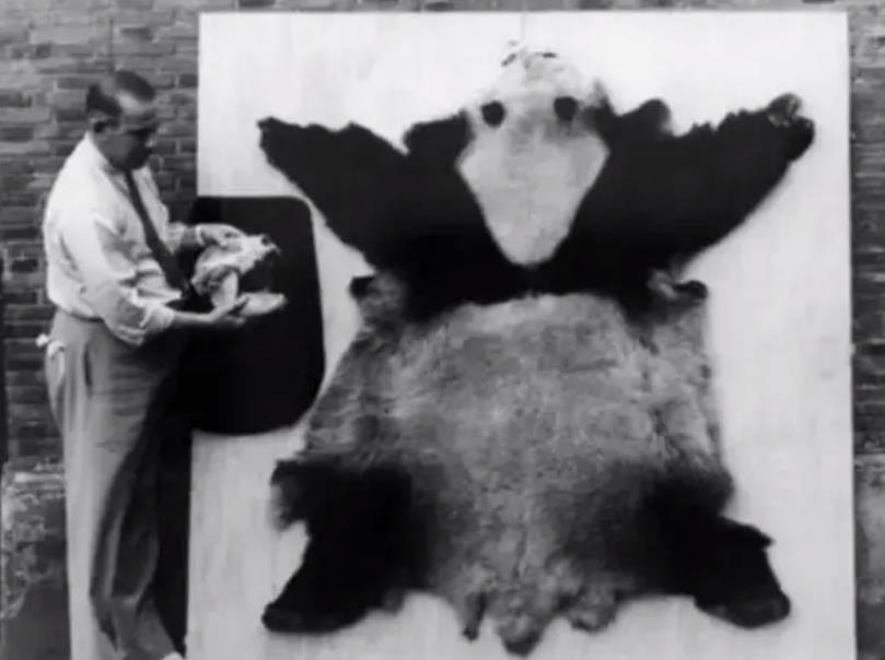 In 1936, a woman smuggled giant pandas to the United States, Roosevelt ...