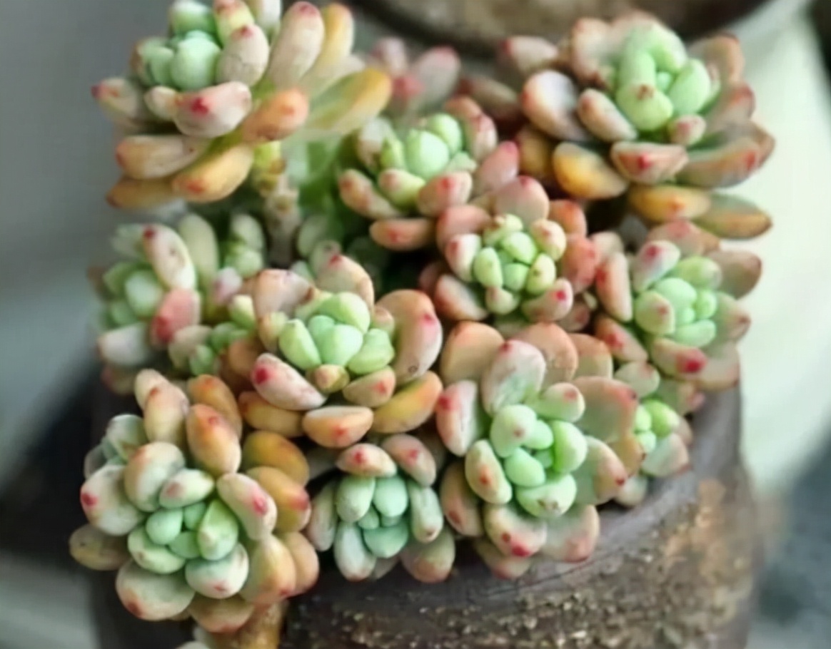 6 kinds of succulents with strong fragrance, keep a pot full of ...