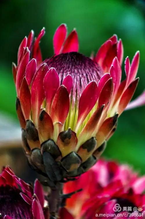 "Hundred Flowers Collection" (432) - iMedia