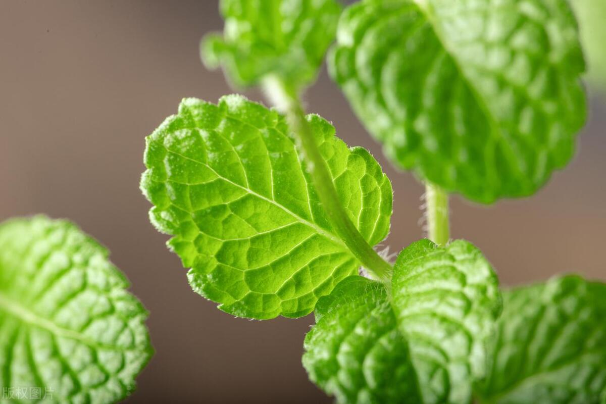 Does the mint evergreen worm need to change the soil? - iNEWS