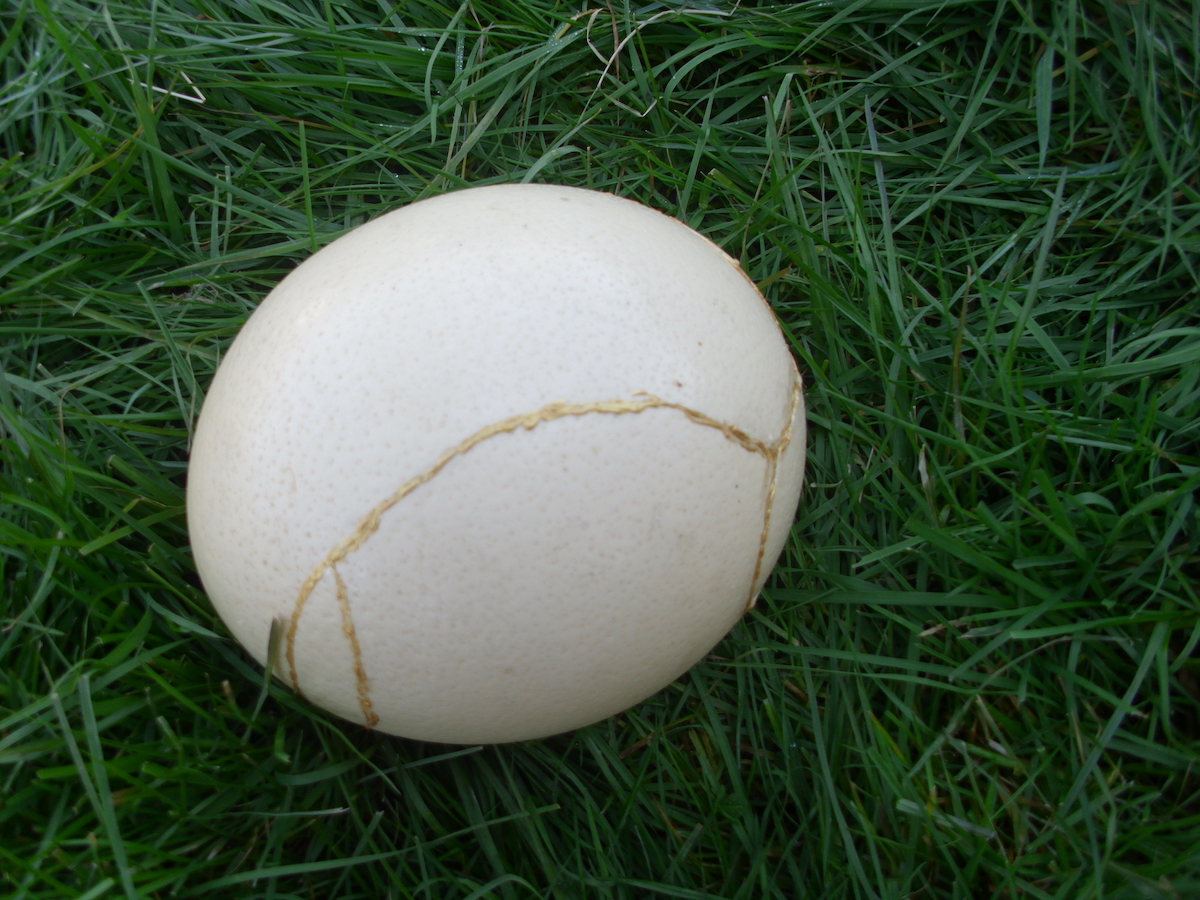 Inventory of the 9 strangest eggs, how many have you seen? - iMedia