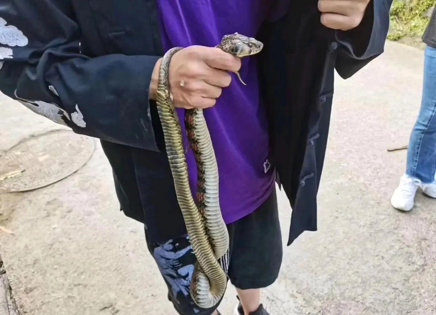 The snake's head was about to be pinched and exploded, how frightening ...