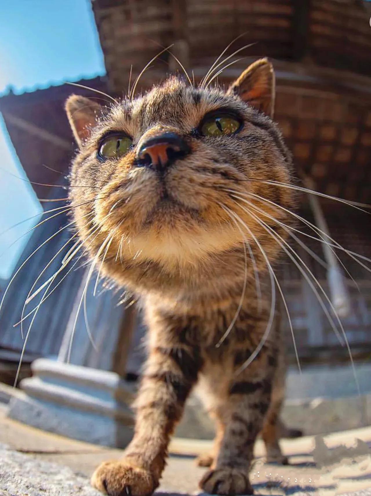 [Super cured orange cats] - iNEWS