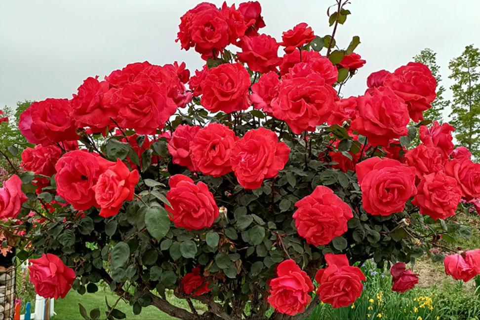 6 kinds of "big flower tree" garden greening use "it" to bloom, rich ...