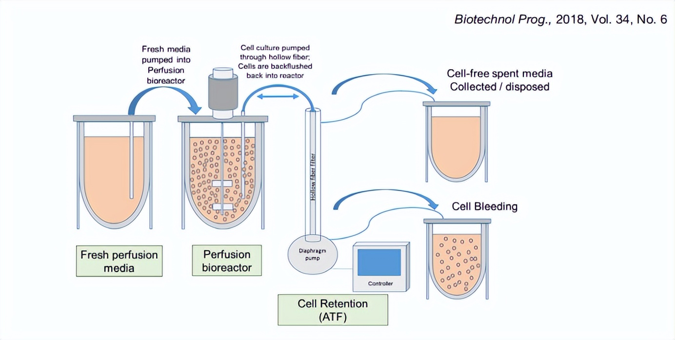 Optimization of cell culture media - iNEWS