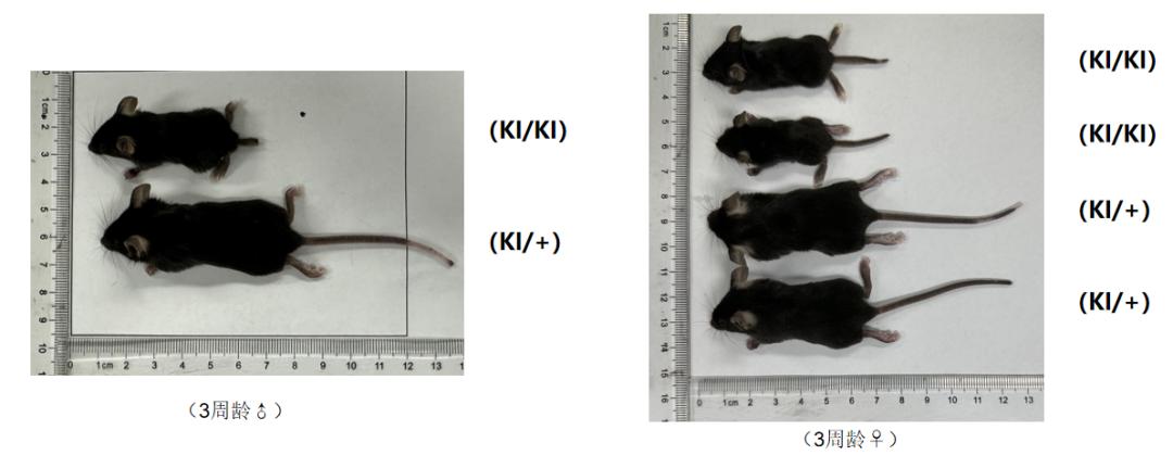 What is the pathogenic mechanism and gene therapy method of SMA disease ...