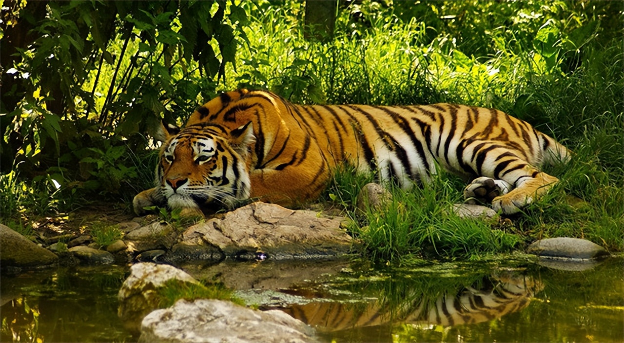 Is it true or false that tiger poison does not eat children?Why do ...