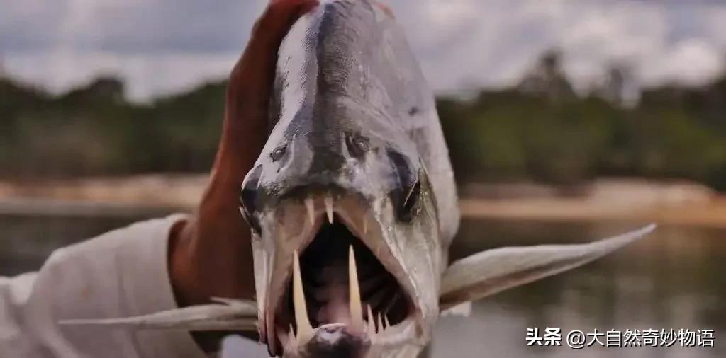 Vampire Fish: Piranha Busters - iNEWS