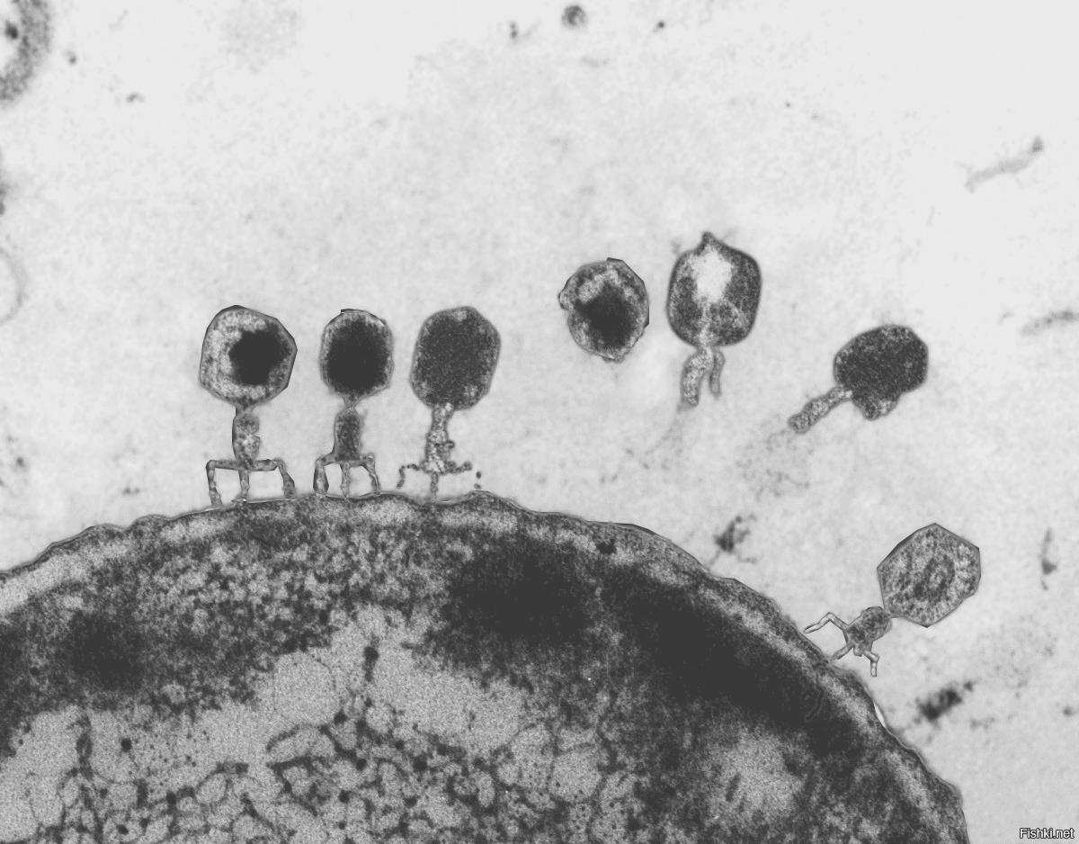 Phages are a microcosm: the contribution of small viruses to big ...