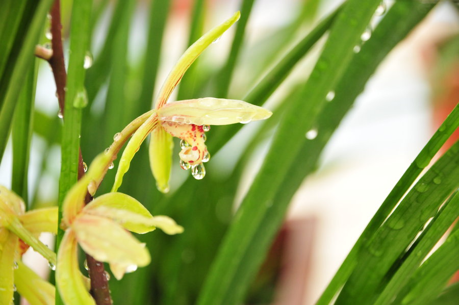 Yang Jiong: I was originally a general planter, but how can I be a ...