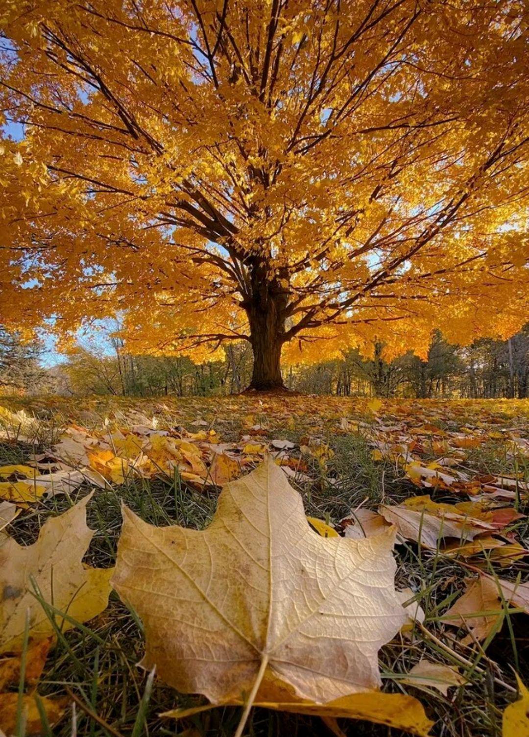 9 beautiful poems about autumn, poetic and picturesque, love the ...