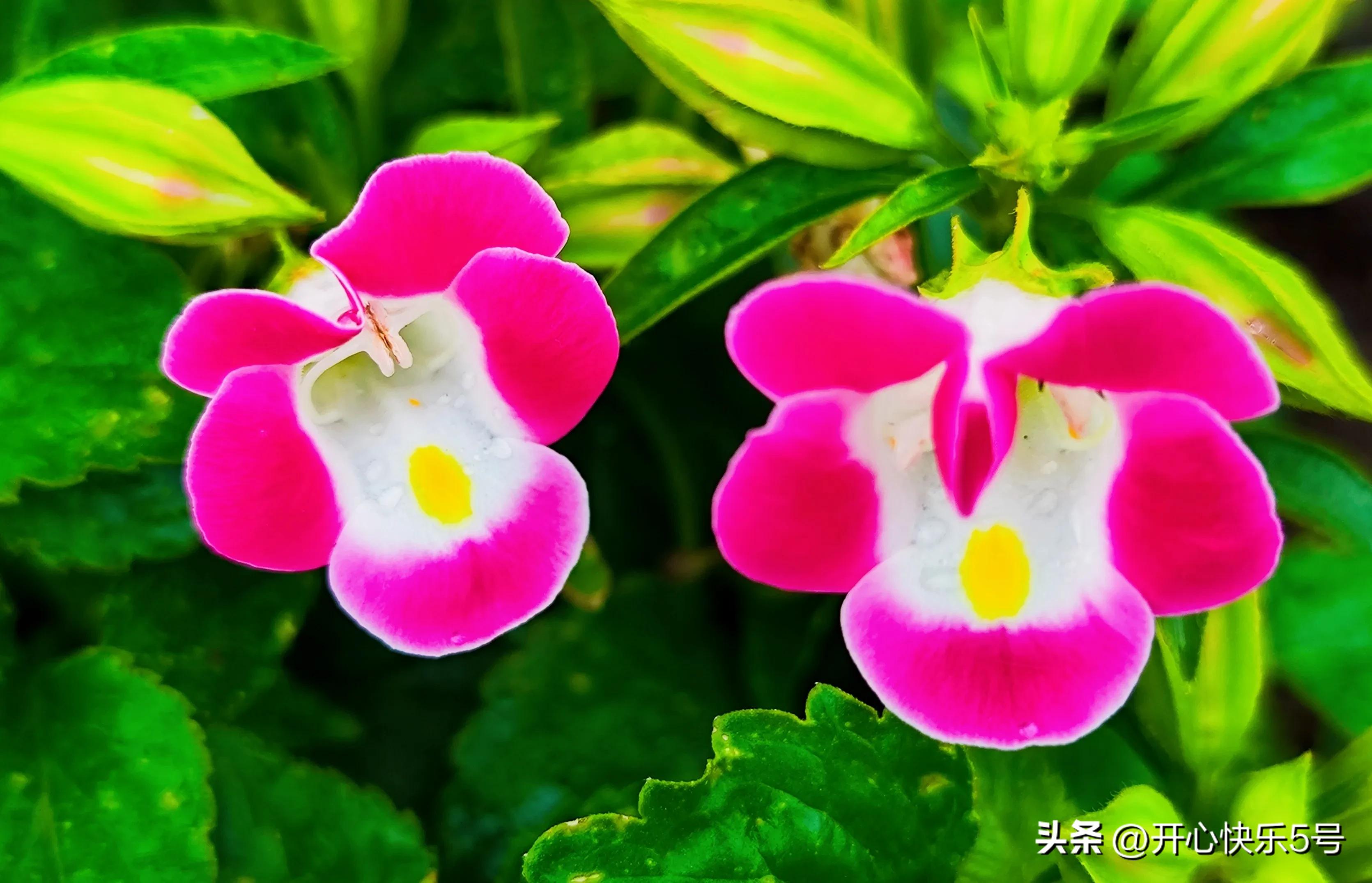 Blue pig's ear flower~does it look like a pig's ear? - iNEWS