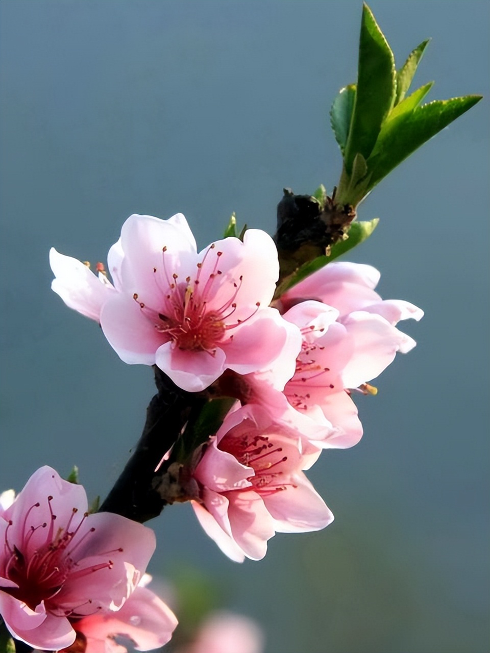 Appreciation: Break a branch of peach, get drunk for a lifetime - iNEWS