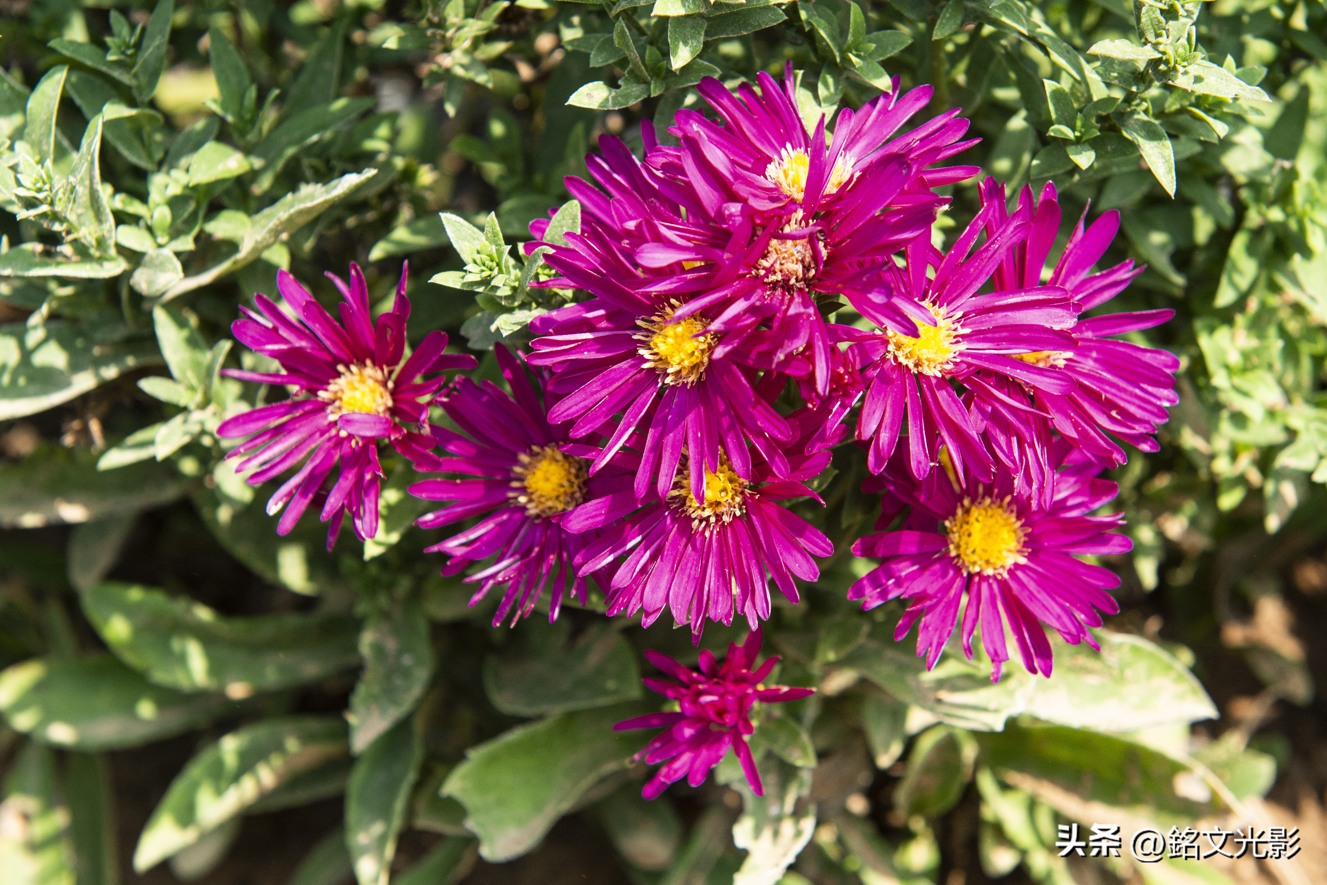 Aster, also known as Holland chrysanthemum, blooms mostly light blue ...