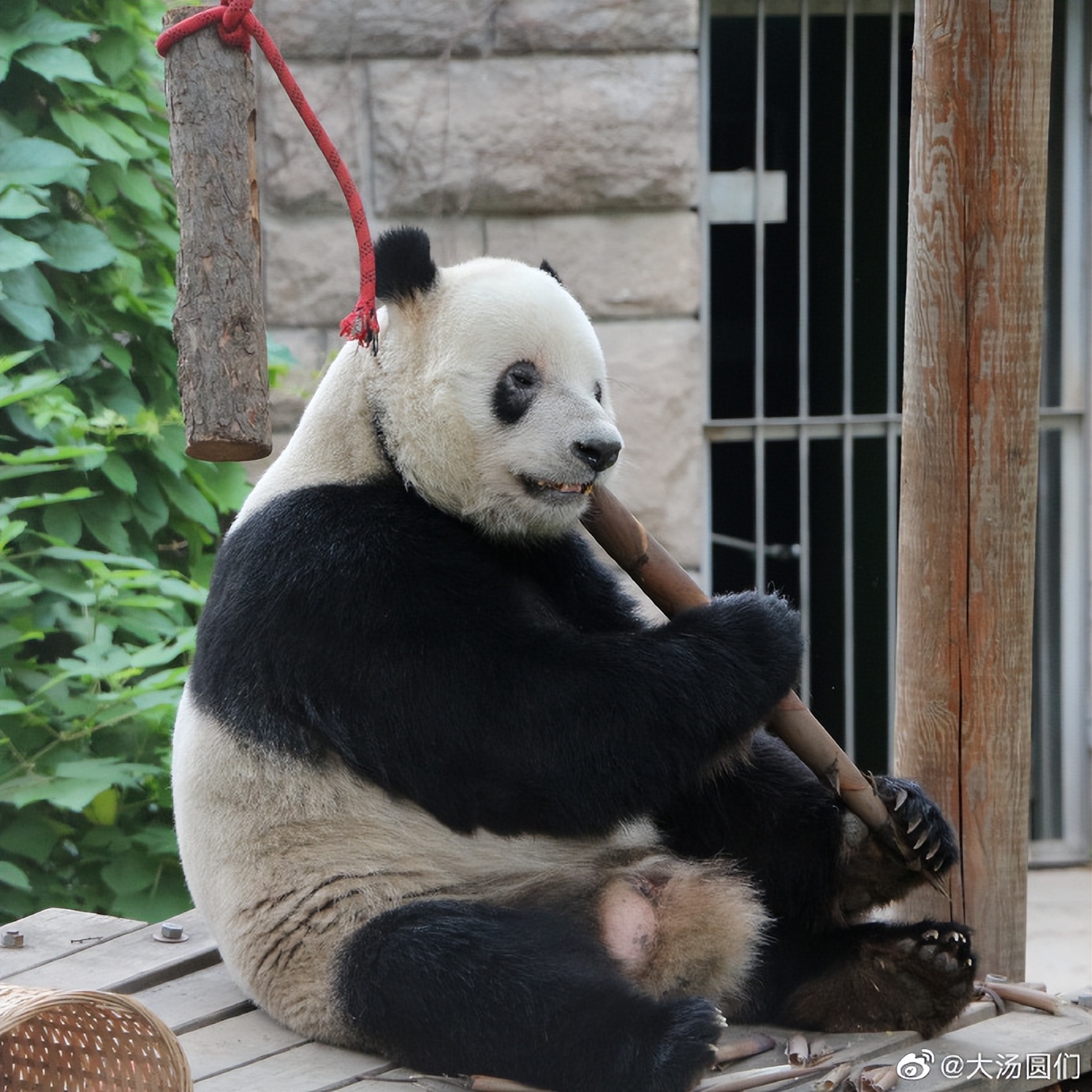 Have you ever seen a panda breaking bamboo with its face? Come and see ...