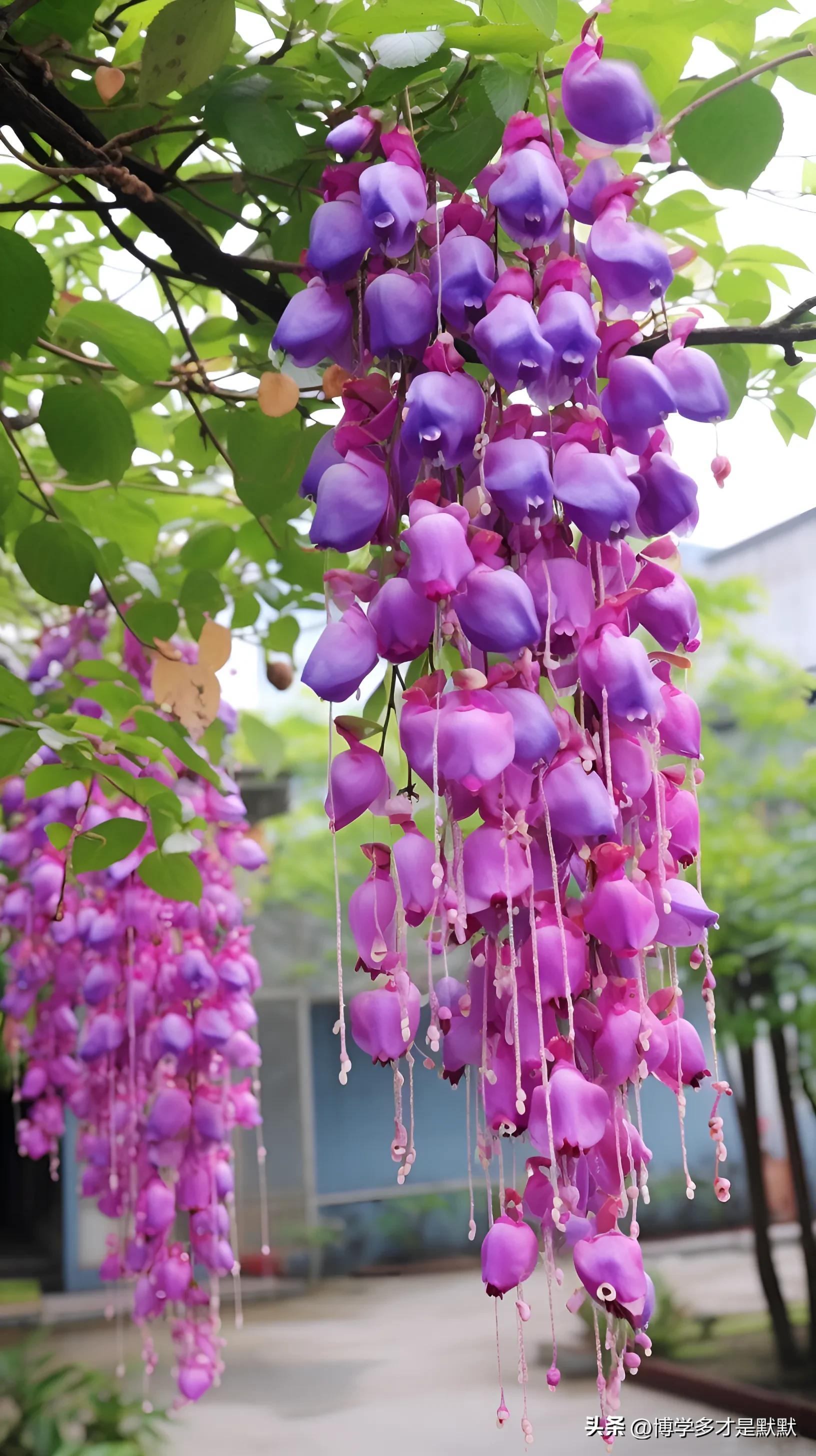Purple wing petal fruit flower of exotic flowers and plants - iMedia