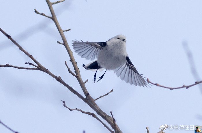 The 7 cutest birds in the world, cute and cute, macho men will fall in ...