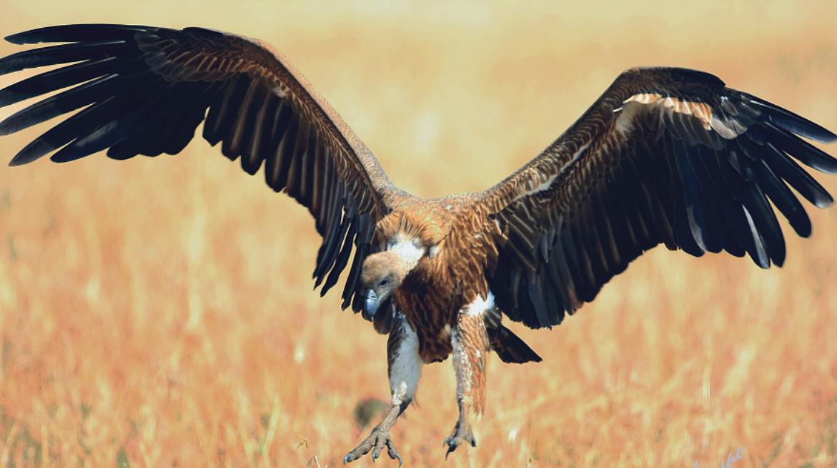 Top birds can fly as high as airplanes - iNEWS