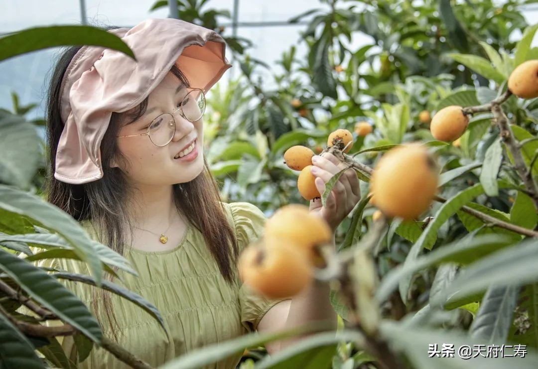 You can "dig out" loquats!Come to Renshou to taste the taste of early ...