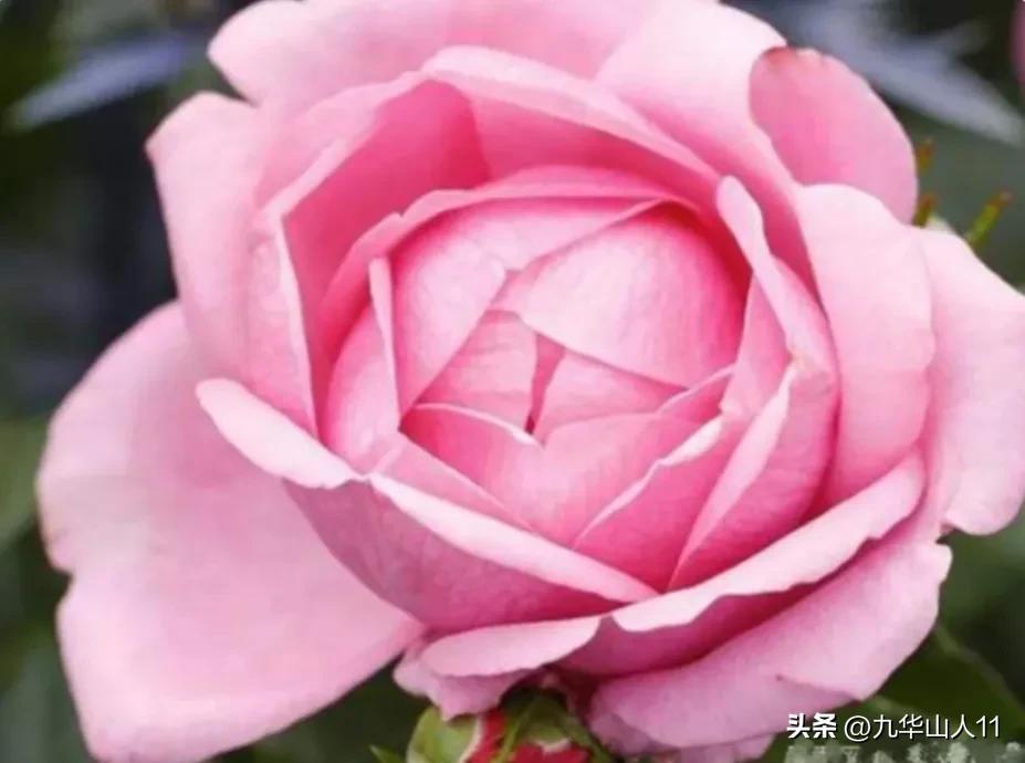 ADR Certified Rose Varieties (Supplementary) - iMedia
