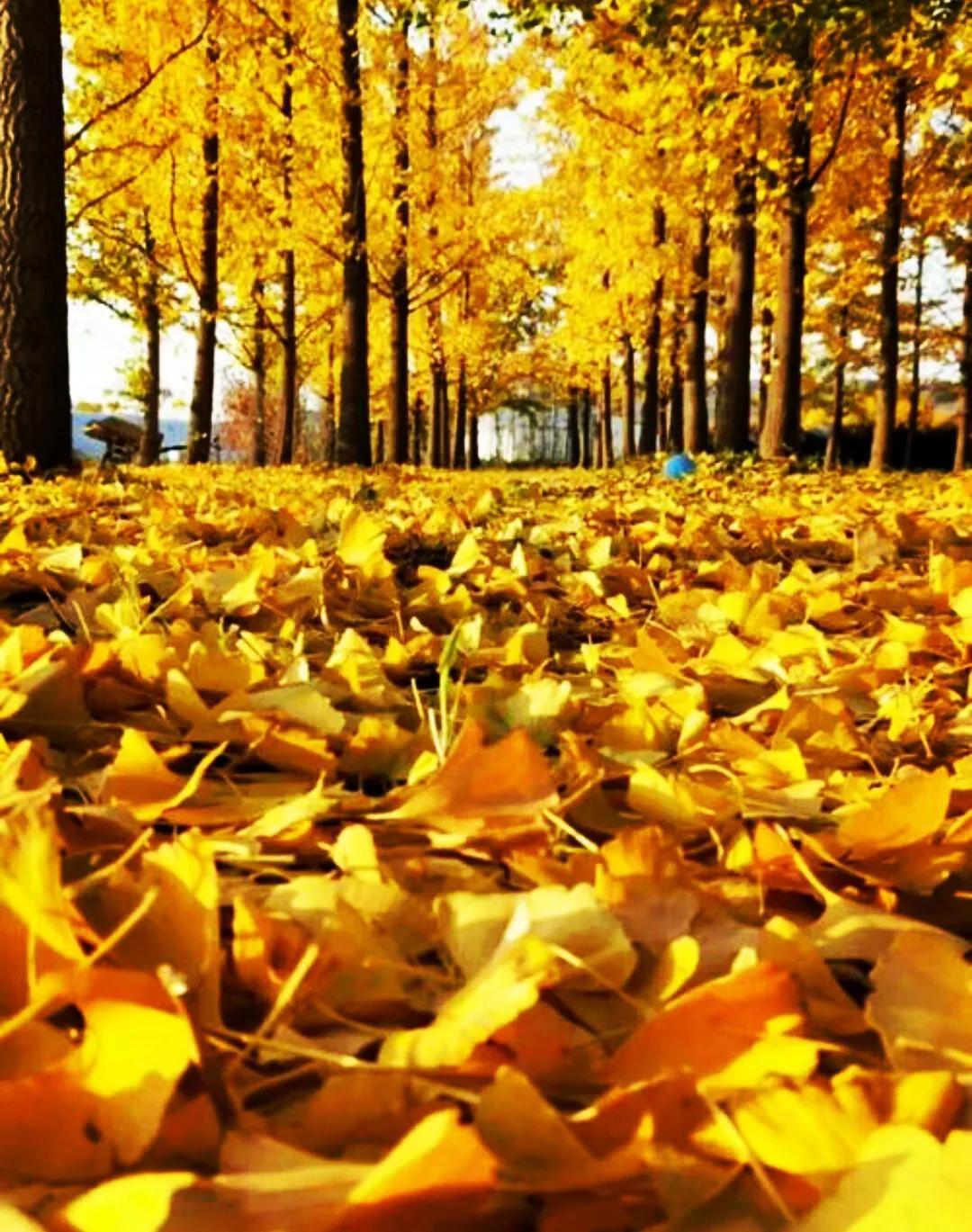 Five Poems of "Autumn Rhyme" (New Rhyme) - iMedia