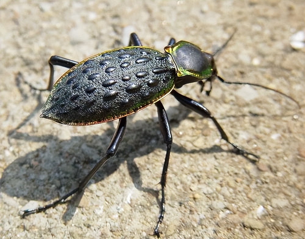 Is mother bug a sin? Has the mother who became worthless once become a ...