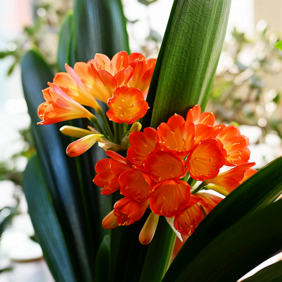 5 kinds of "prosperous wealth flowers", can live for a hundred years ...