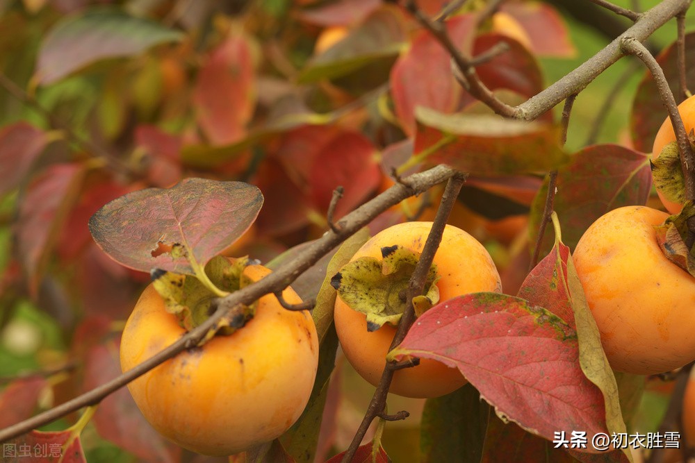 Five ancient poems, talk about persimmons and persimmon trees, and the ...
