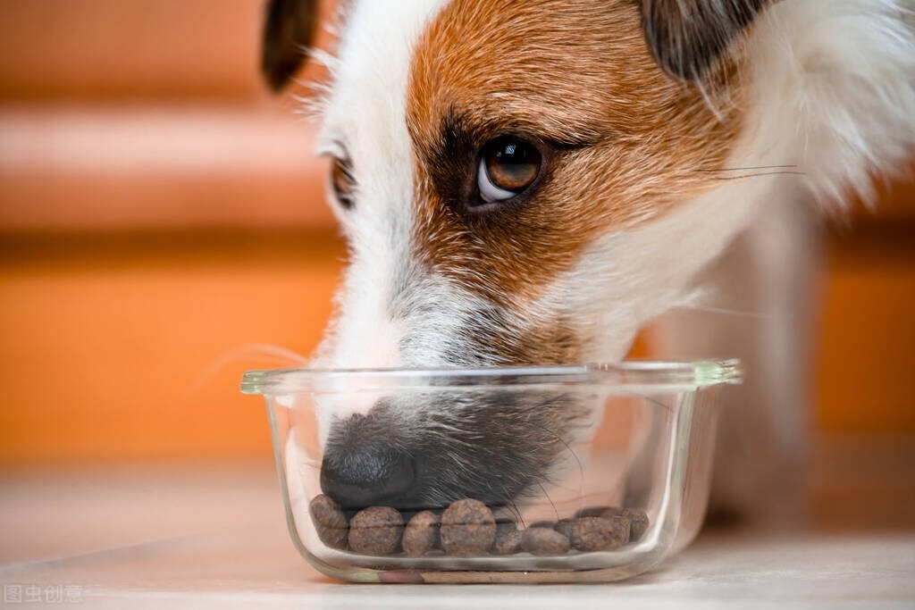 How to treat Teddy's chronic gastritis - iNEWS