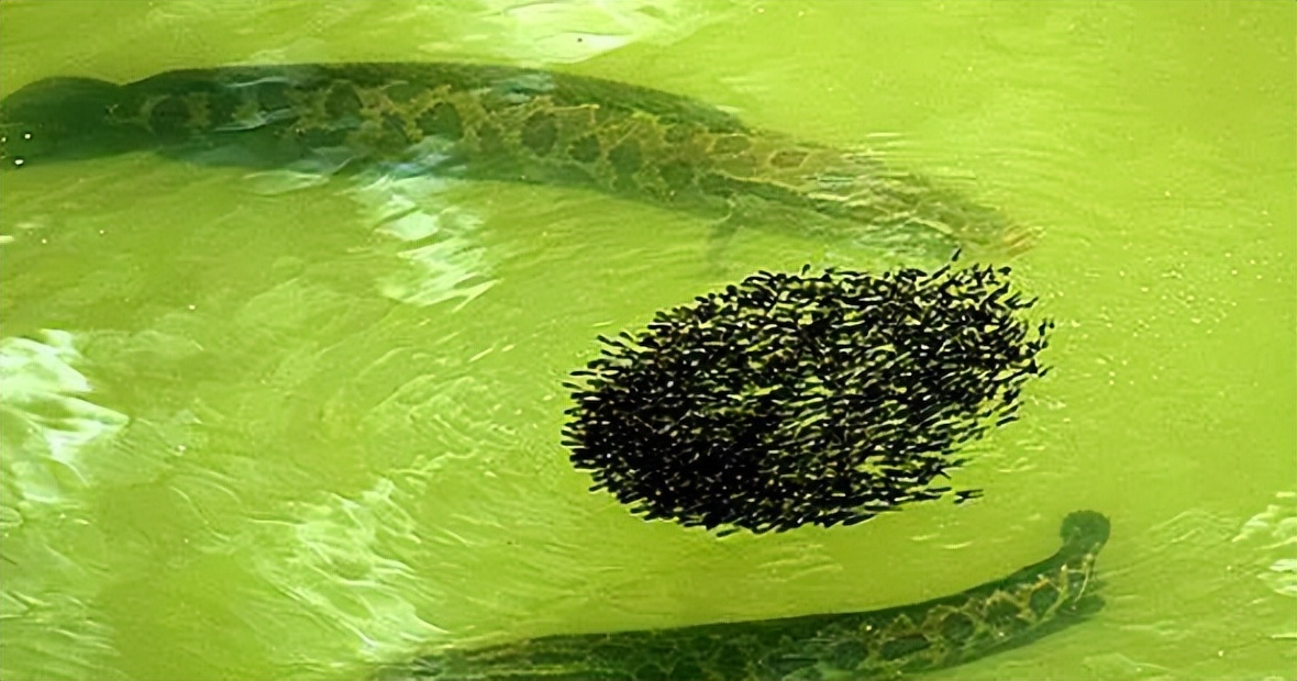 The snakehead that protects eggs is dead, can the little snakehead ...