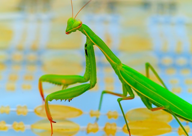 Deep thoughts caused by a mantis being bitten to death by an ant - iNEWS