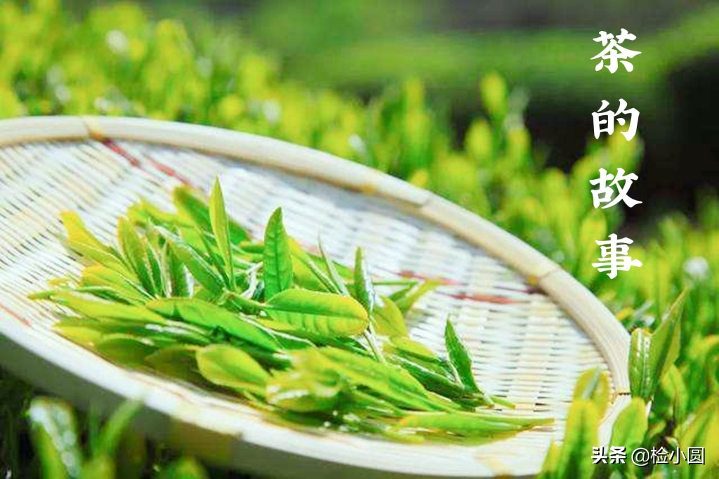 "The Story of Tea" Shen Nong, the first person to discover tea? - iNEWS