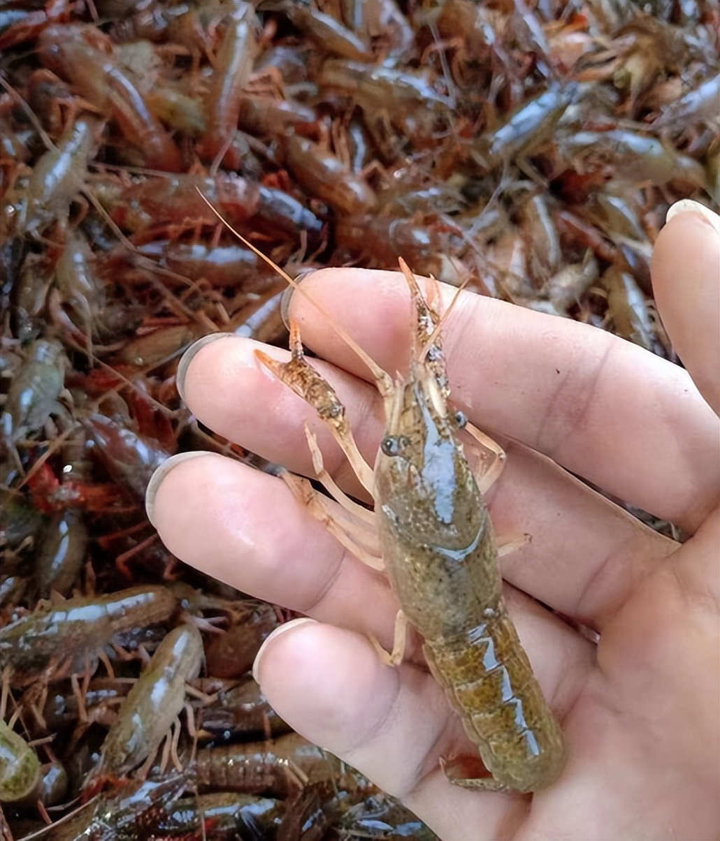 The "May Curse" is coming. Why are crayfish more susceptible to ...
